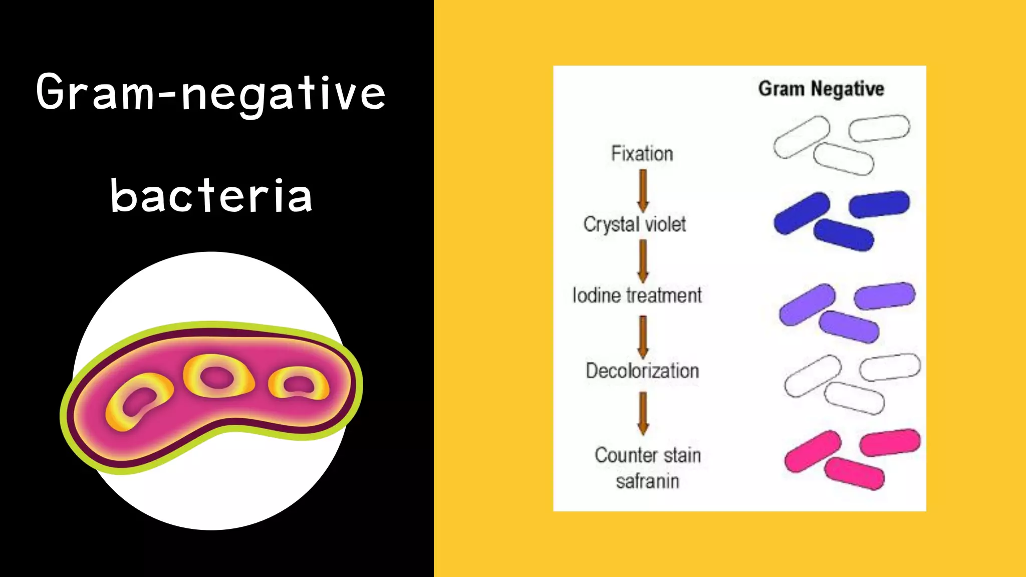 Gram-negative bacteria / oxidase positive | PPT