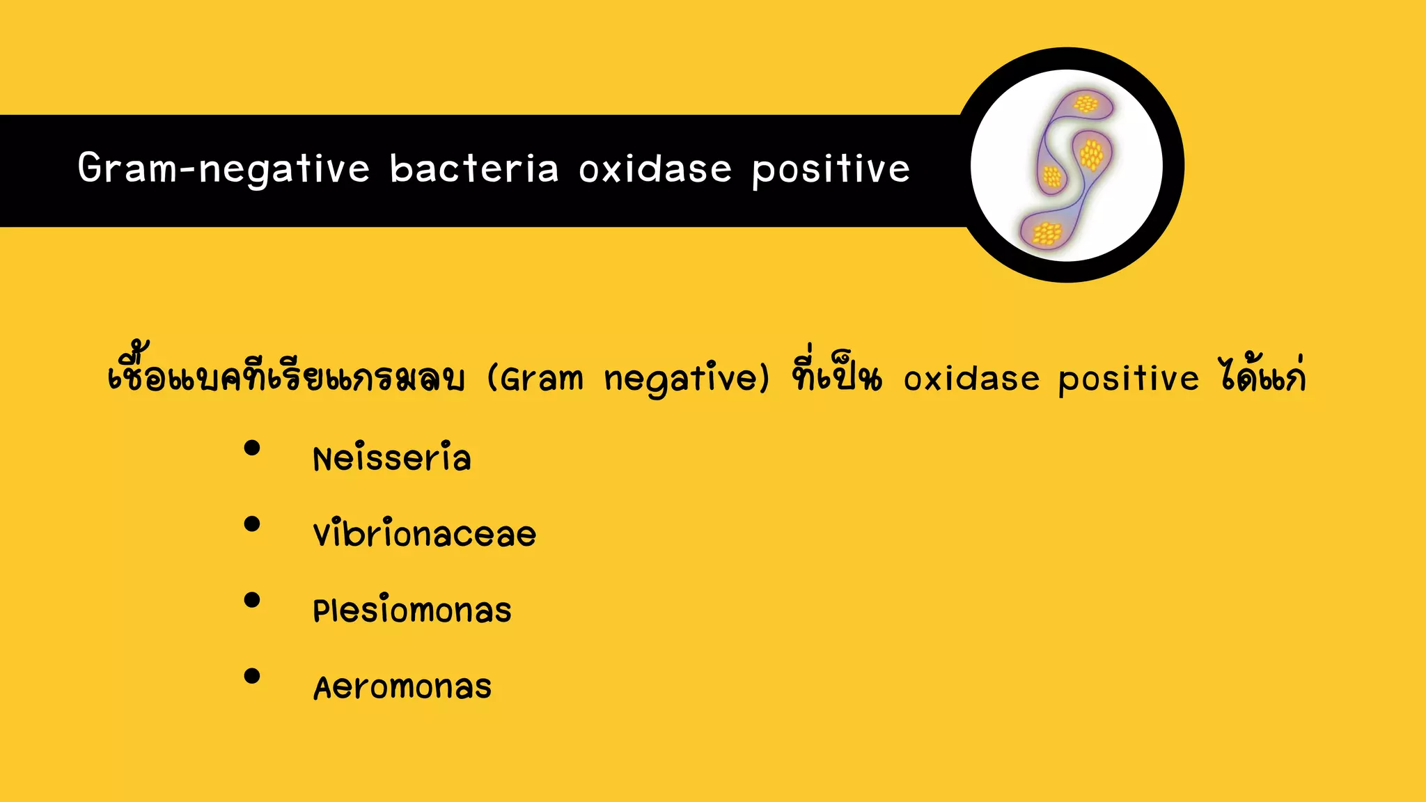 Gram-negative bacteria / oxidase positive | PDF