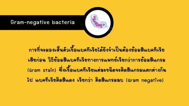 Gram-negative bacteria / oxidase positive | PDF