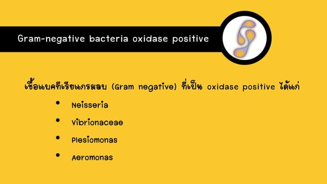 Gram-negative bacteria / oxidase positive | PDF
