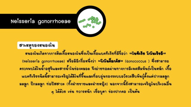 Gram-negative bacteria / oxidase positive | PPT