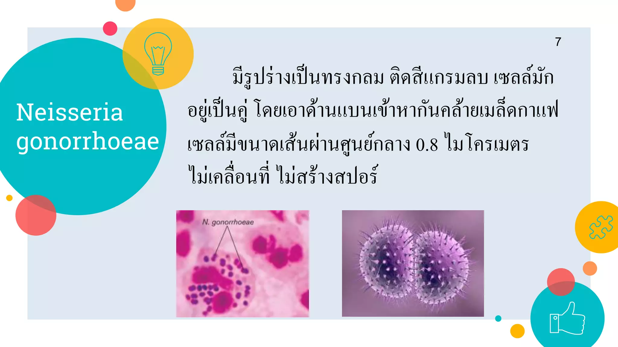 Gram negative cocci | PPT