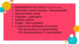Gram negative cocci | PPT