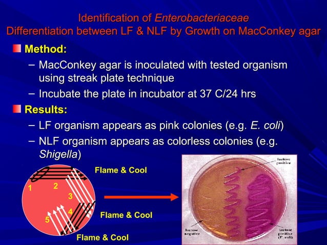 Gram negative rods | PPT