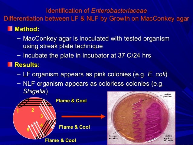 Gram negative rods