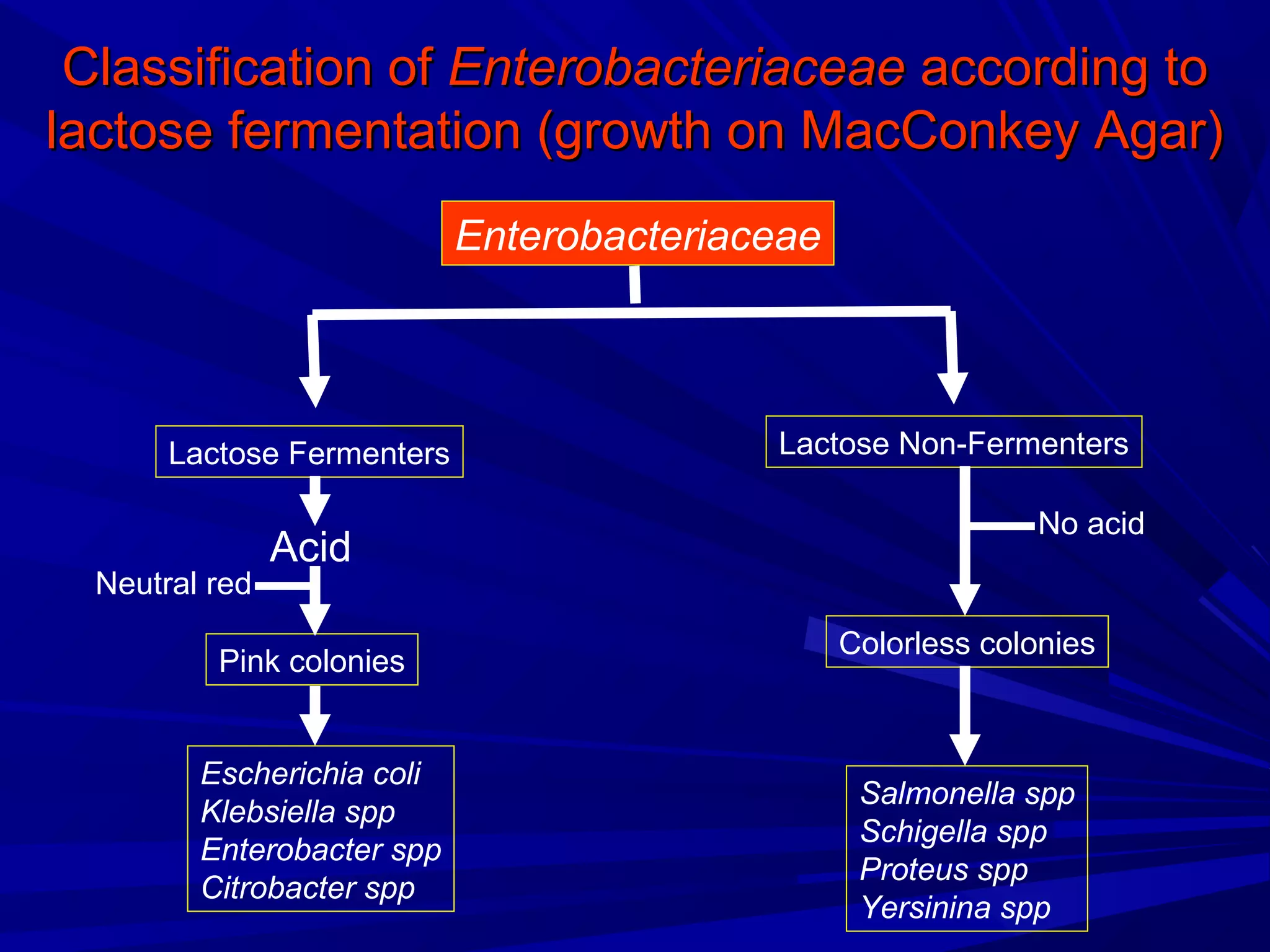 Gram negative rods | PPT