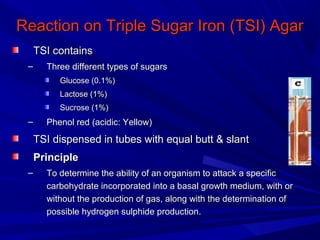 Gram negative rods | PPT