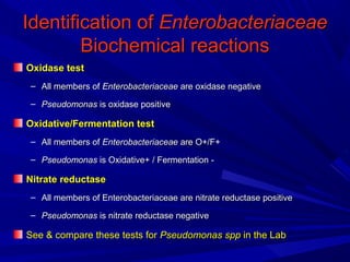 Gram negative rods | PPT
