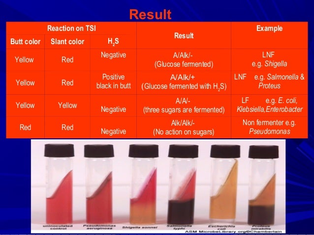 Tsi Agar Slant Color Meanings Triple Sugar Iron Agar (TSI) Test