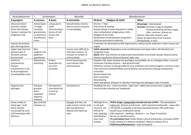 Gram positive bacilli | PDF | Infectious Diseases | Diseases and Conditions