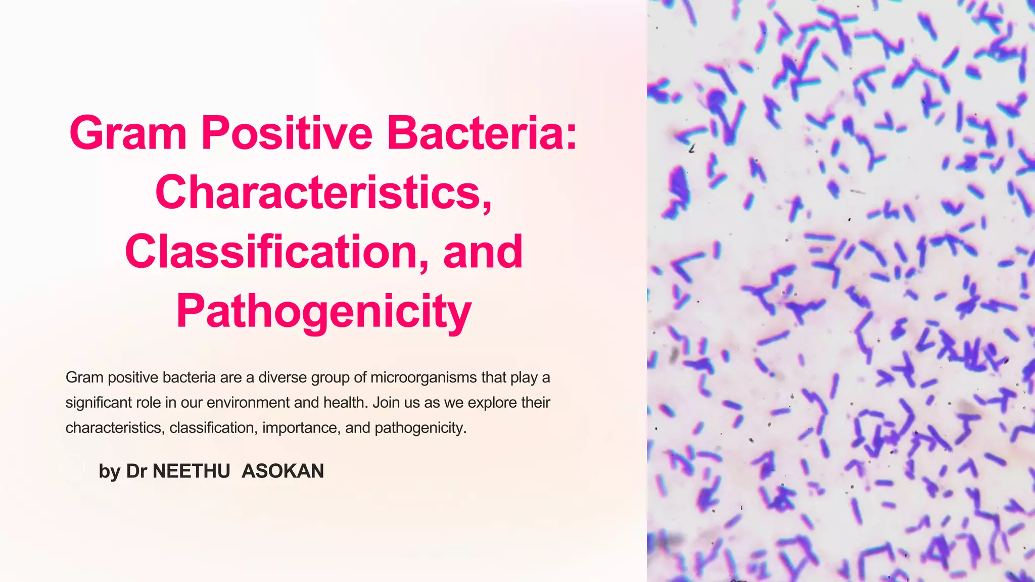 Gram-Positive-Bacteria-Characteristics-Classification-and-Pathogenicity ...