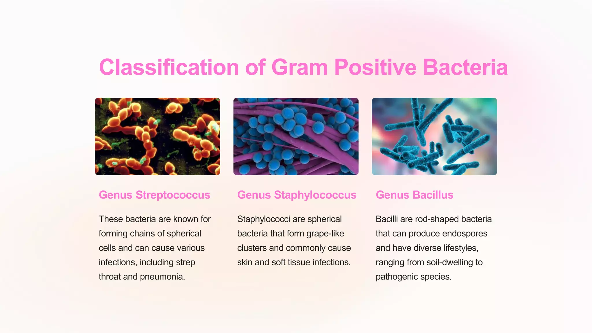 Gram-Positive-Bacteria-Characteristics-Classification-and-Pathogenicity ...