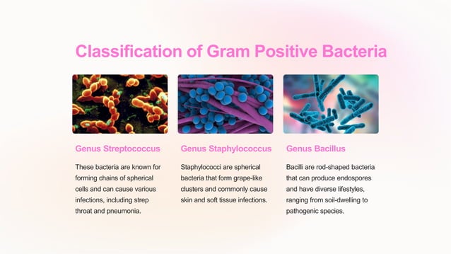 Gram-Positive-Bacteria-Characteristics-Classification-and-Pathogenicity ...