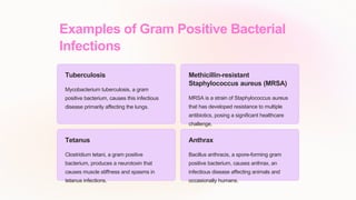Gram-Positive-Bacteria-Characteristics-Classification-and-Pathogenicity ...