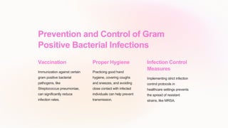 Gram-Positive-Bacteria-Characteristics-Classification-and-Pathogenicity ...