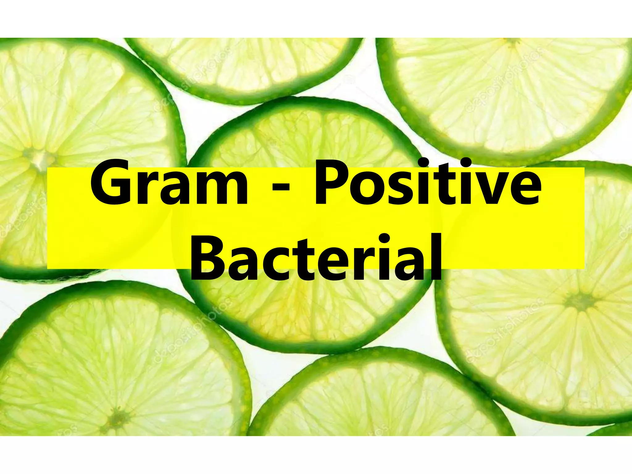 Gram positive bacterial | PPT