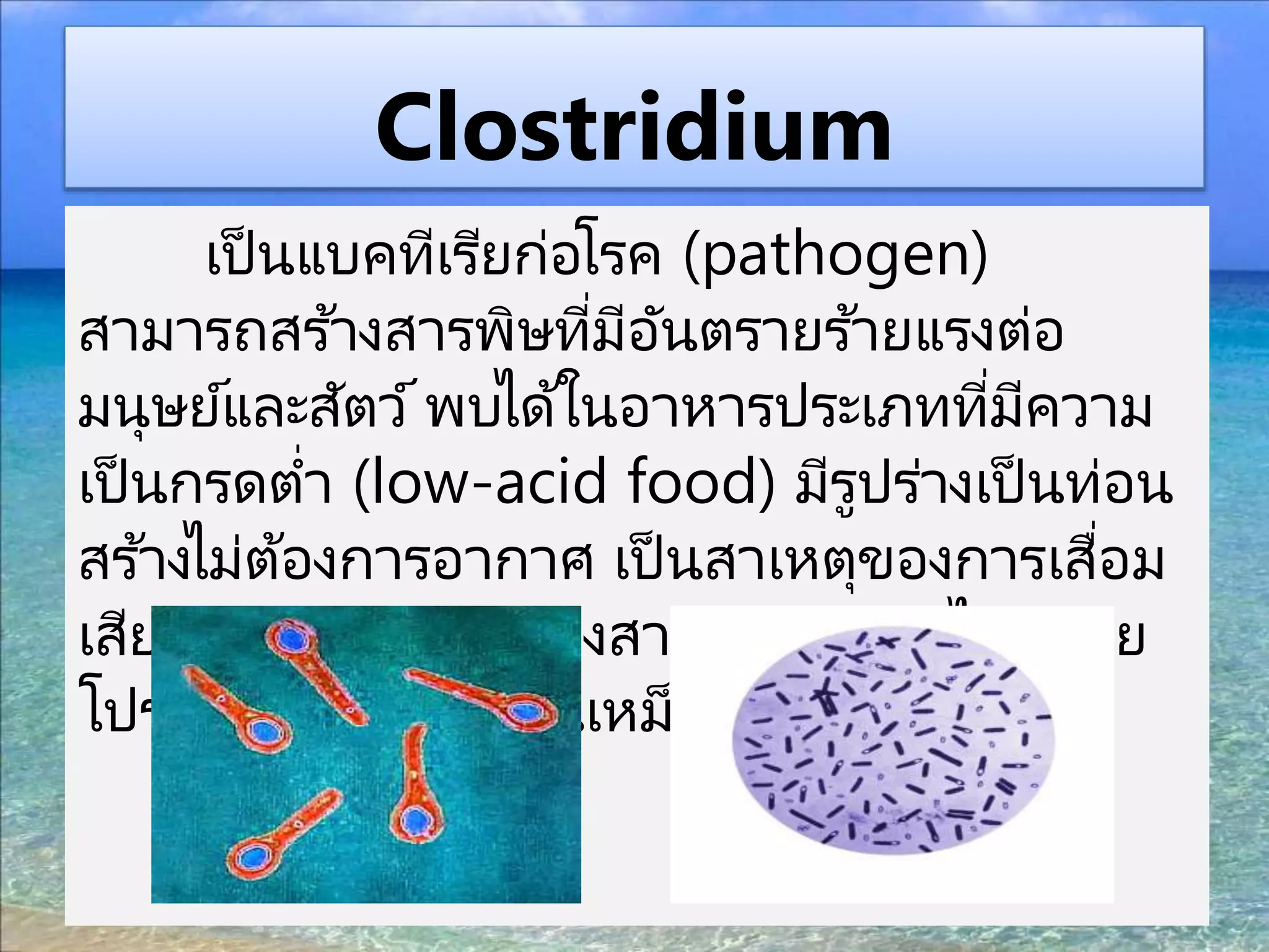 Gram positive bacterial | PPT