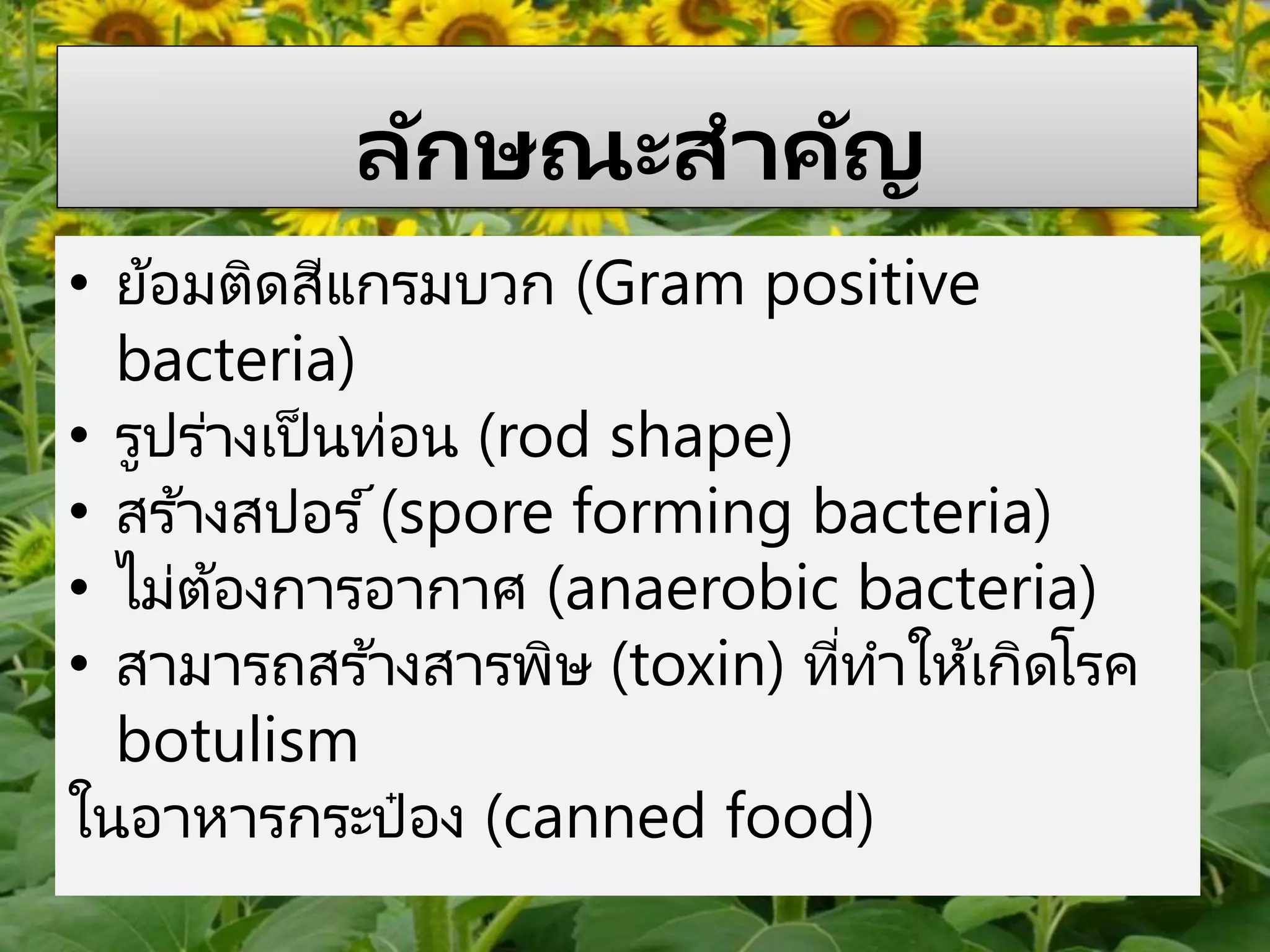 Gram positive bacterial | PPT