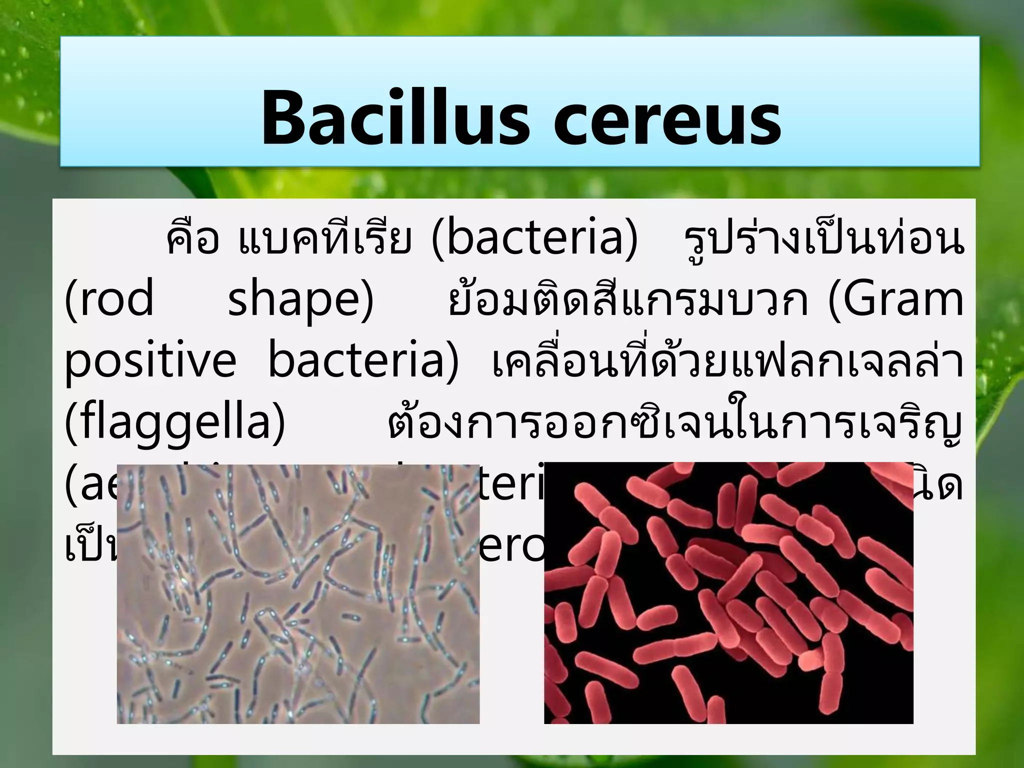 Gram positive bacterial | PPT