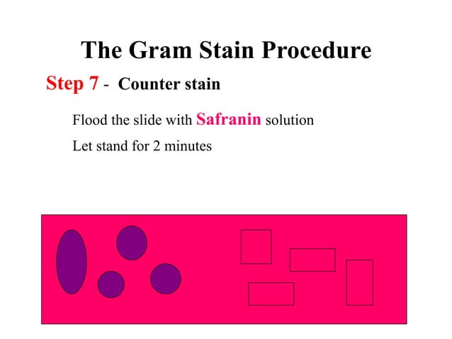 Gram Stainingpdf