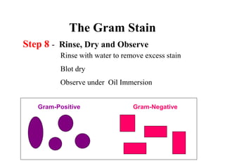 GRAM-STAINING.pdf
