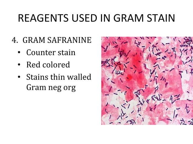GRAM-STAINING.pdf