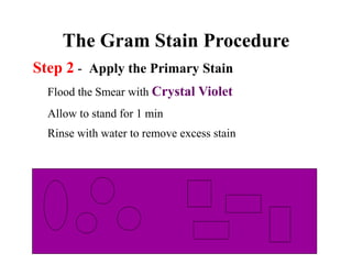 GRAM-STAINING.pdf