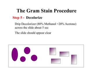 GRAM-STAINING.pdf