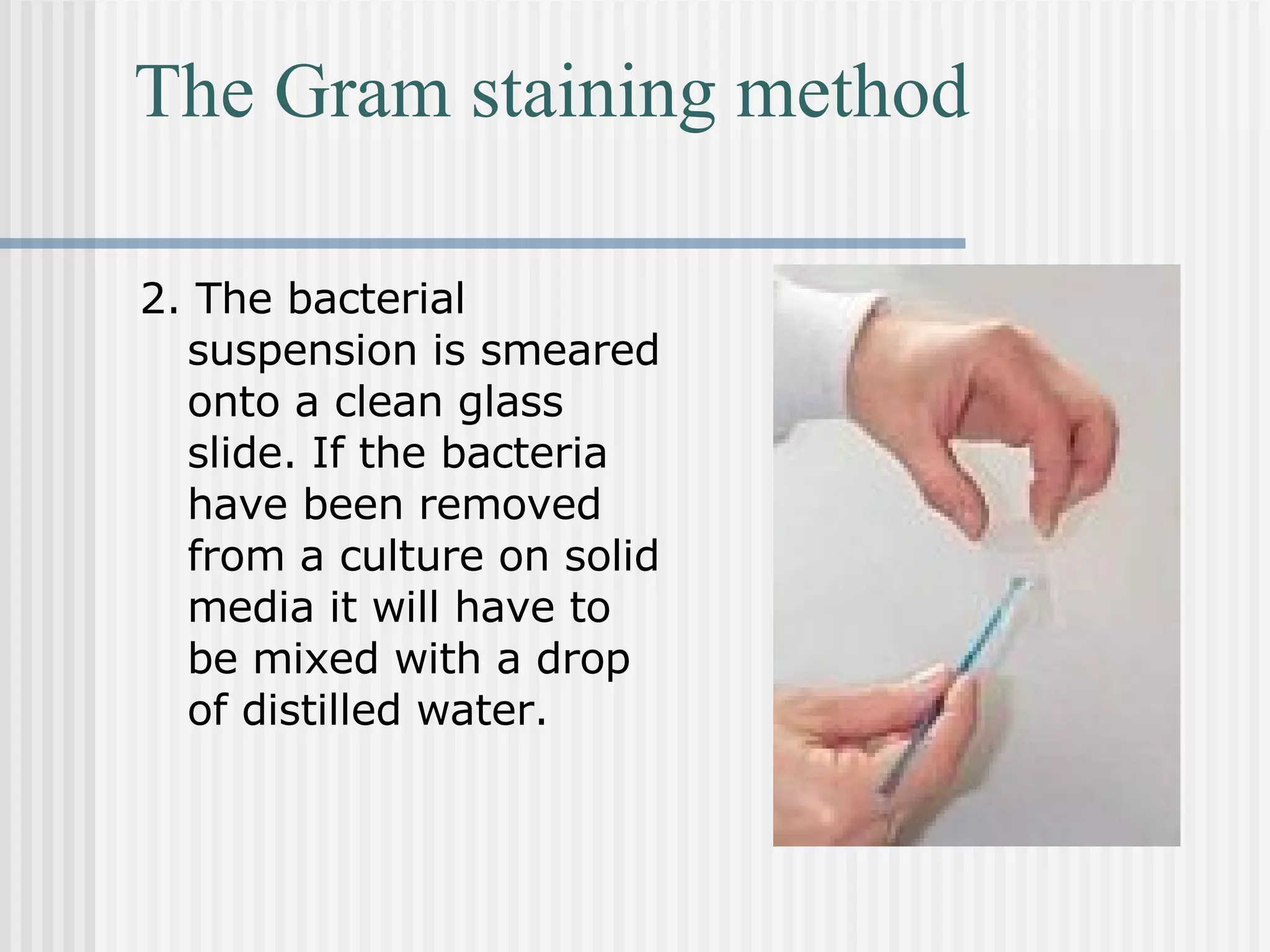 Gram Staining Instructions | PPT