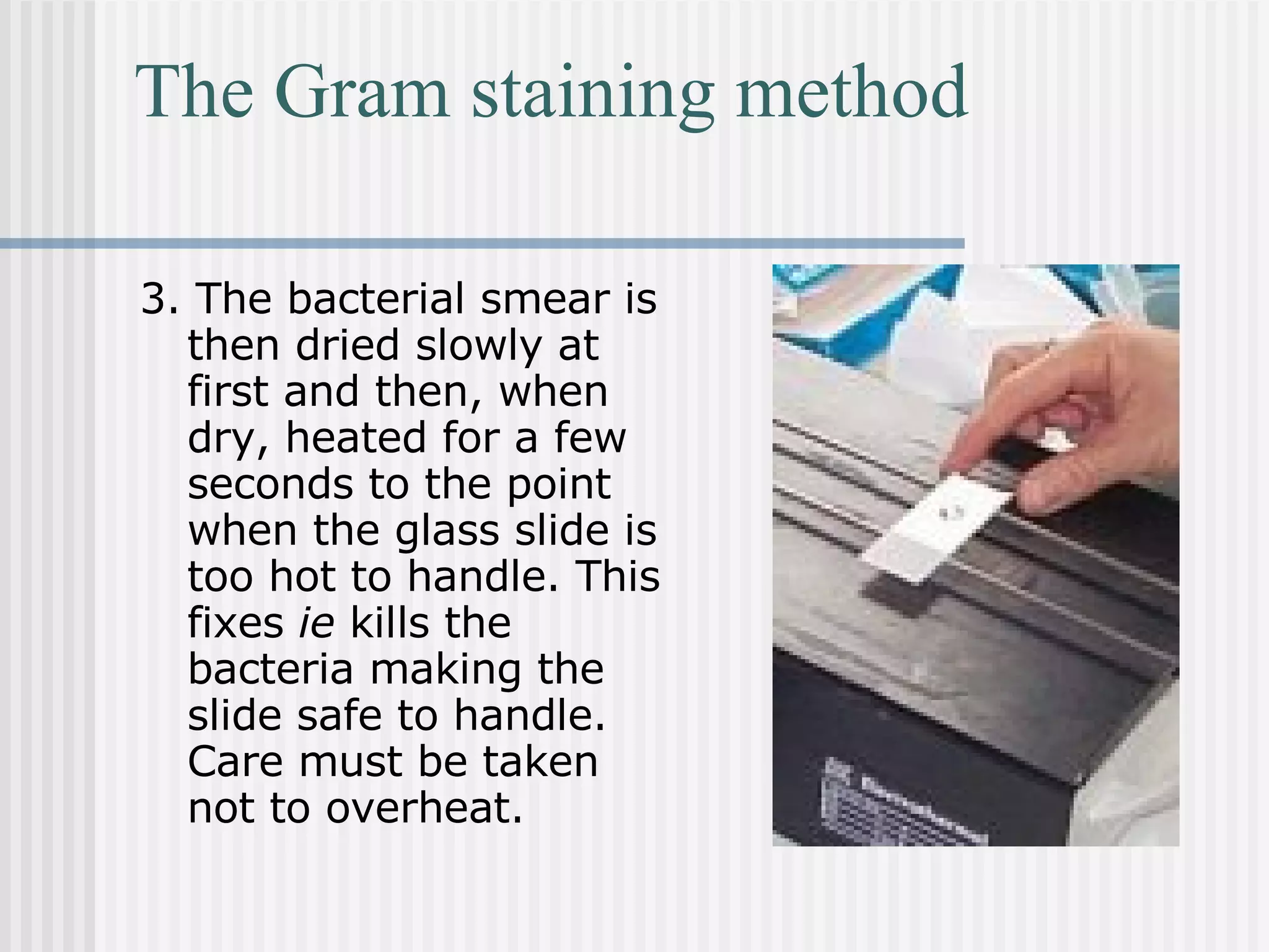 Gram Staining Instructions | PPT