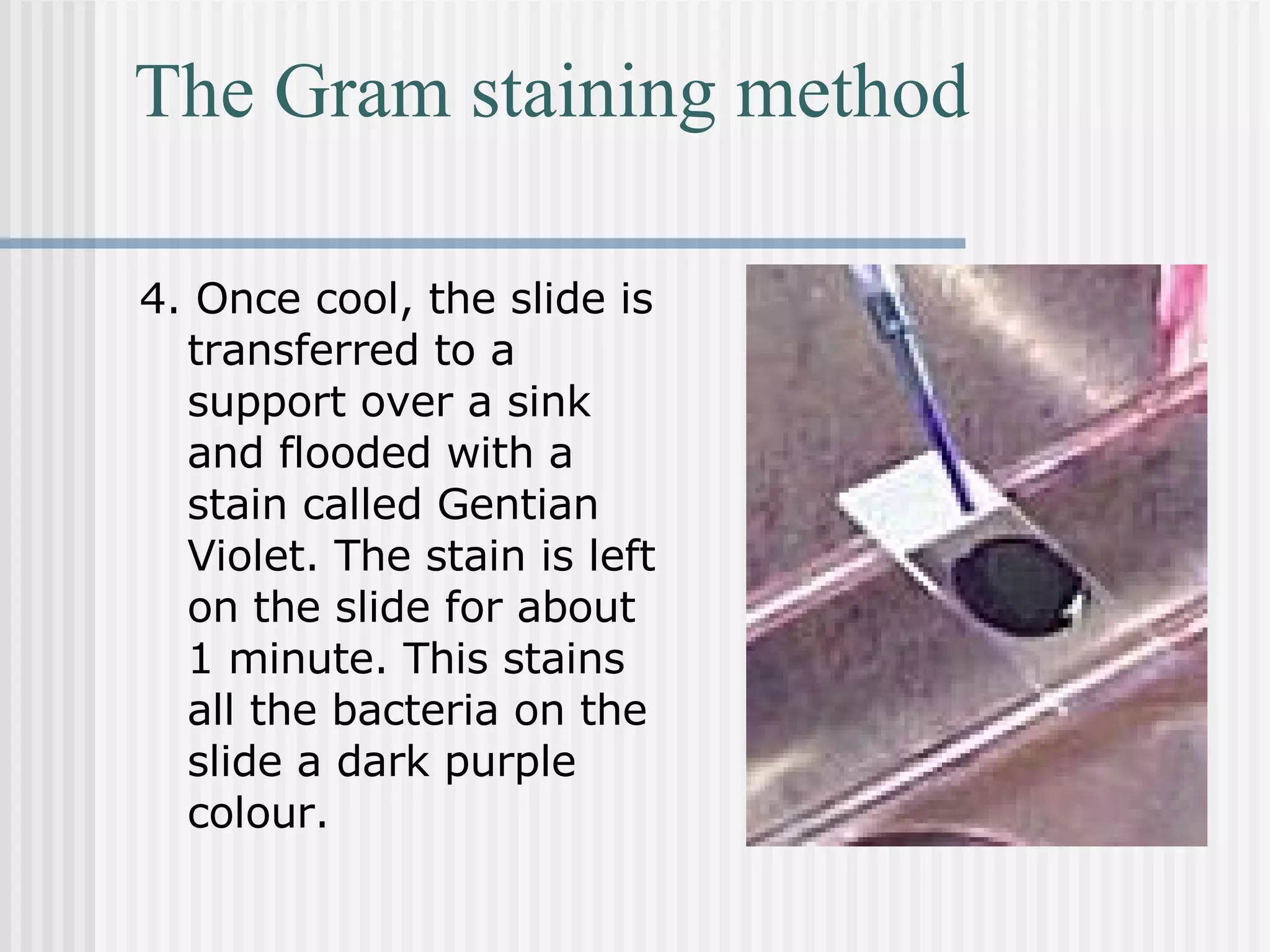 Gram Staining Instructions | PPT