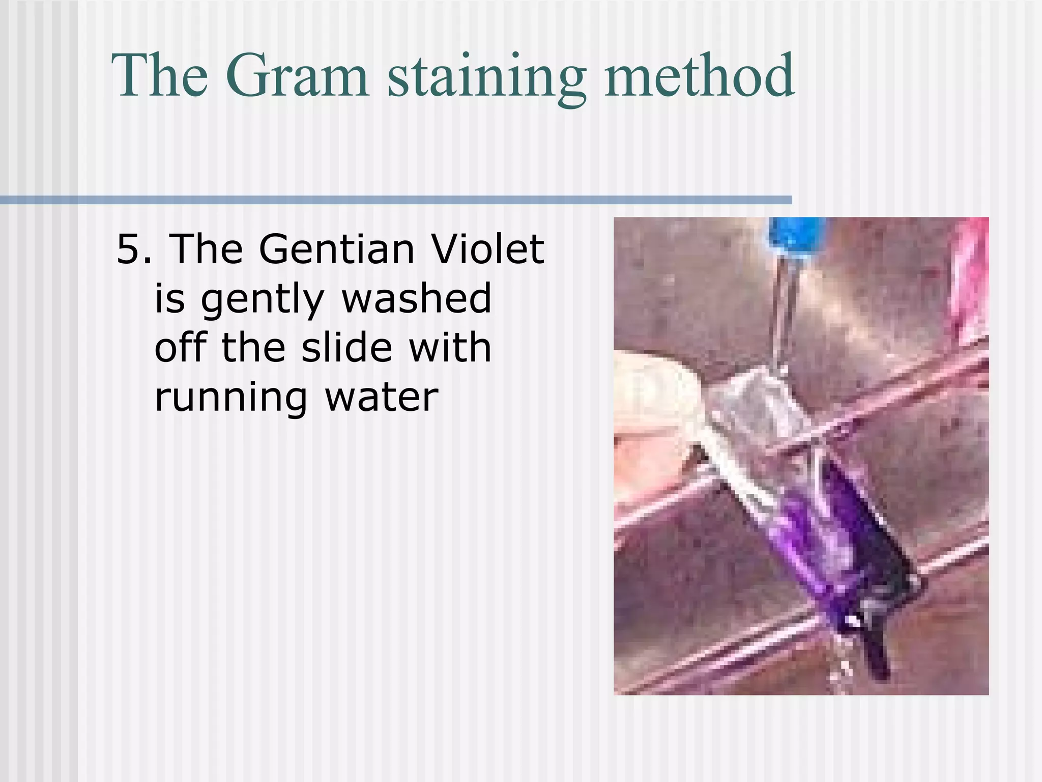 Gram Staining Instructions | PPT