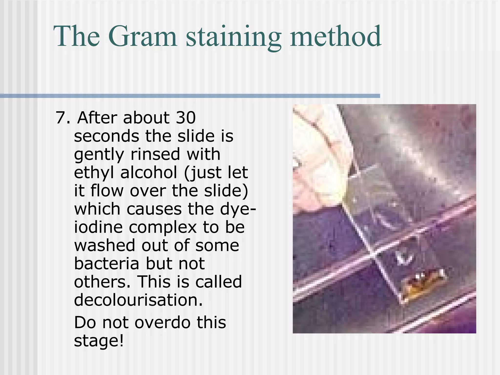 Gram Staining Instructions | PPT