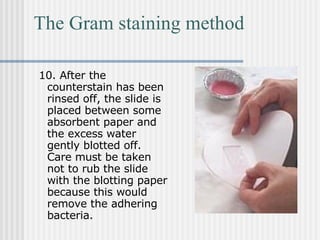 Gram Staining Instructions | PPT
