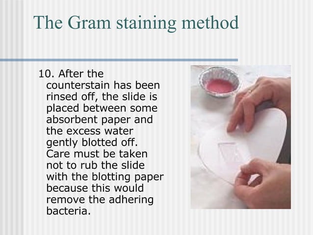 Gram Staining Instructions | PPT