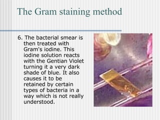 Gram Staining Instructions | PPT