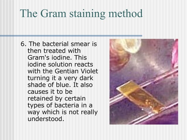 Gram Staining Instructions | PPT
