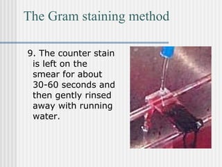 Gram Staining Instructions | PPT