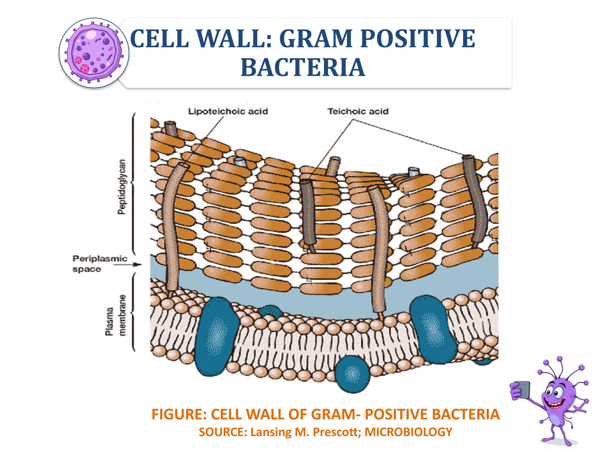 Cell wall of Gram-Positive and Gram-Negative Bacteria | PPTX