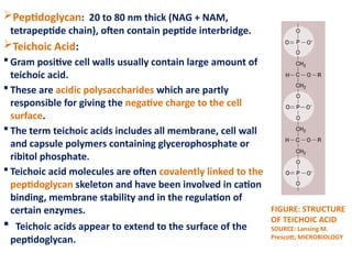 Cell wall of Gram-Positive and Gram-Negative Bacteria | PPTX