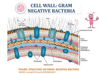 Cell wall of Gram-Positive and Gram-Negative Bacteria | PPTX