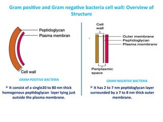 Cell wall of Gram-Positive and Gram-Negative Bacteria | PPTX