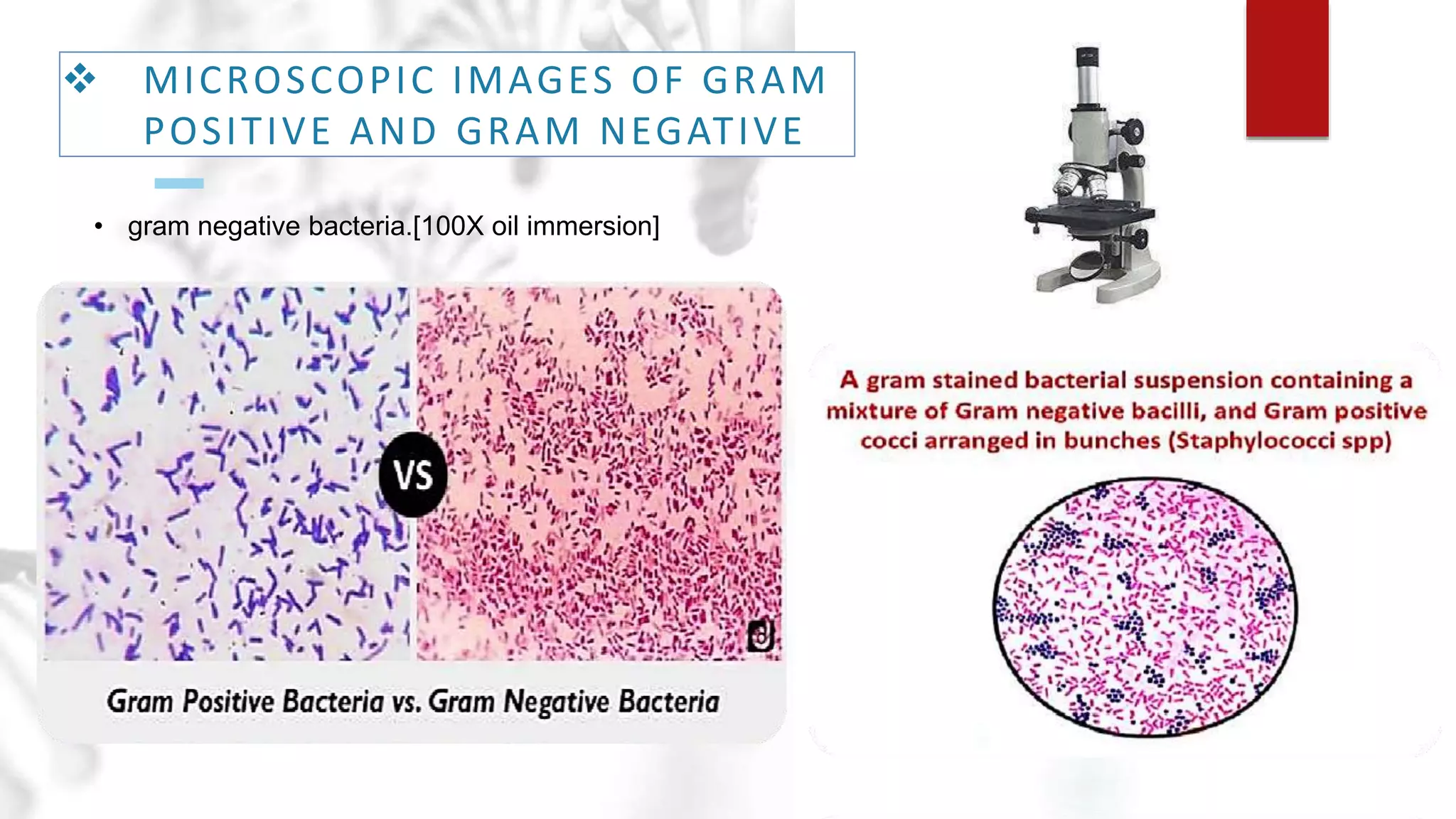 Gram + & Gram - seminar.pptx