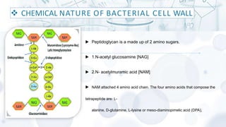 Gram + & Gram - seminar.pptx