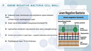 Gram + & Gram - seminar.pptx