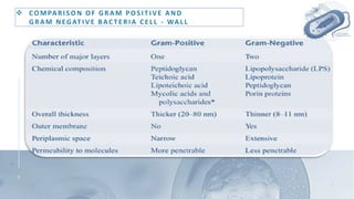 Gram + & Gram - seminar.pptx