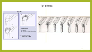 Graminacee morfologia | PPTX