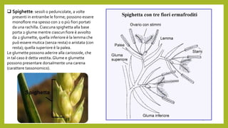 Graminacee morfologia | PPTX