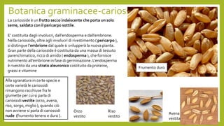 Graminacee morfologia | PPTX