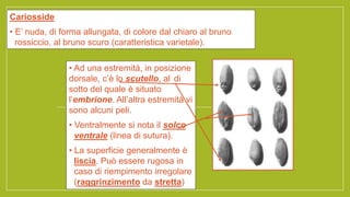 Graminacee morfologia | PPTX